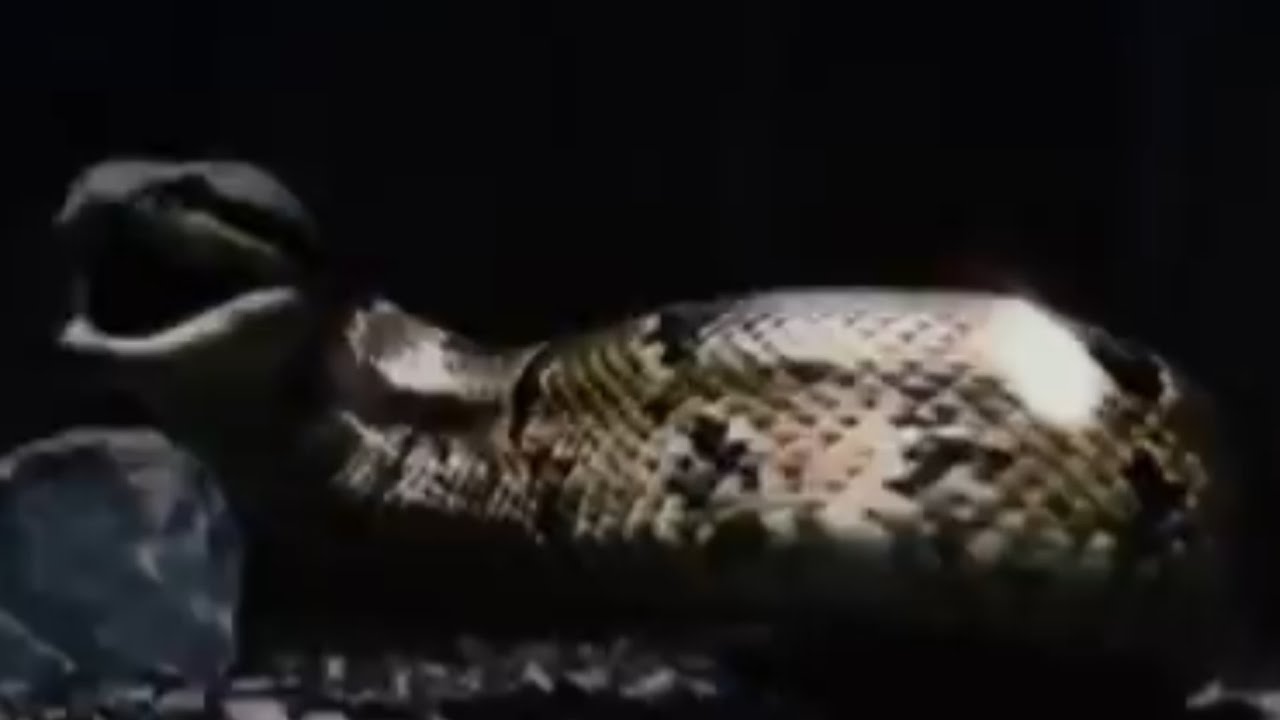 The Anacondas [2026] - Python Screen Time