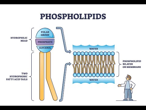 What is Plaquex? (The Exciting New Treatment for Atherosclerosis)