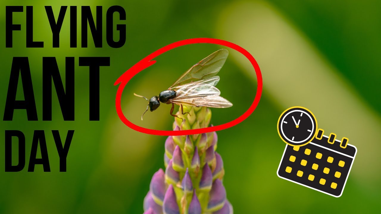 Where Do Flying Ants Come From? 🐜 Flying Ant Day Explained!