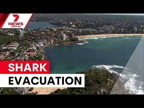 Shark Alarm Forces Manly Beach Evacuation | 7NEWS | Swimmer's Daily