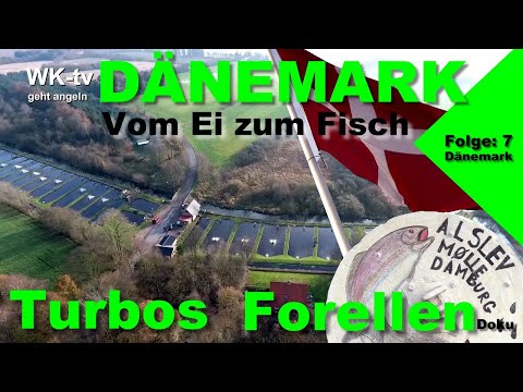 Fischzucht in Dänemark- Vom Ei bis zum Angelteich -Turbos Forelle 2 I Doku/WK-tv/BR/WDR/NDR/Rbb/HD
