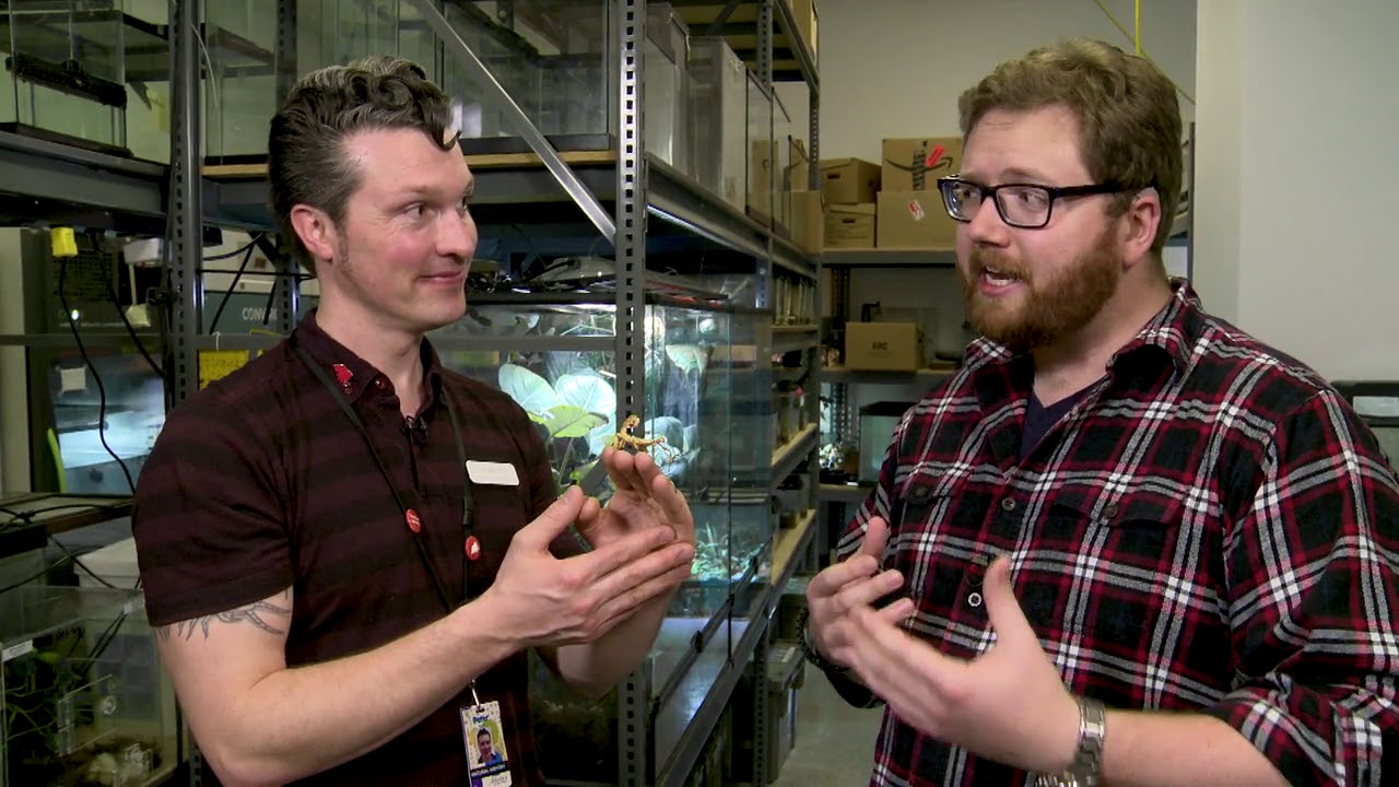 Bug Class: Stick Bug