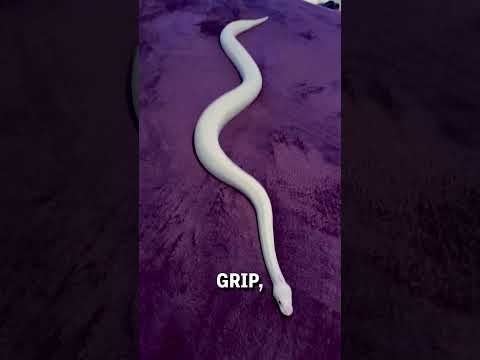 Did you know snakes can't move without friction 🐍 🎥: Tim Mitchell exotics via ViralHog