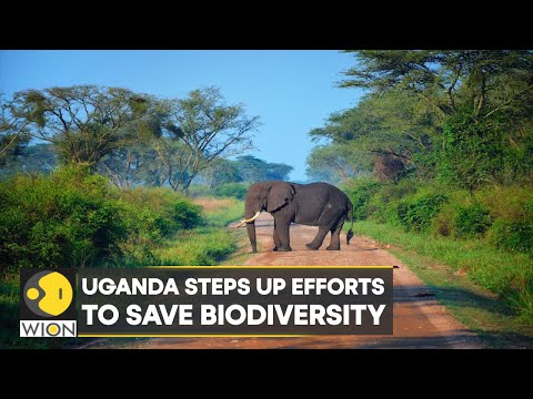 Uganda steps up efforts to save biodiversity as authorities deploy ways to tackle wildlife poachers