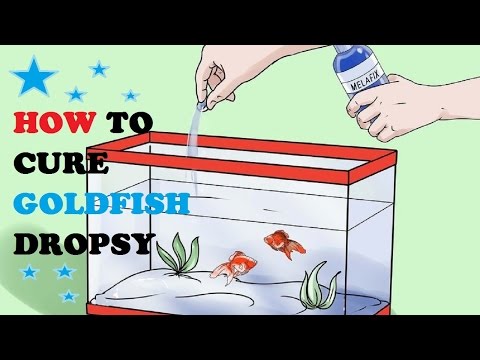 How to Cure Goldfish Dropsy