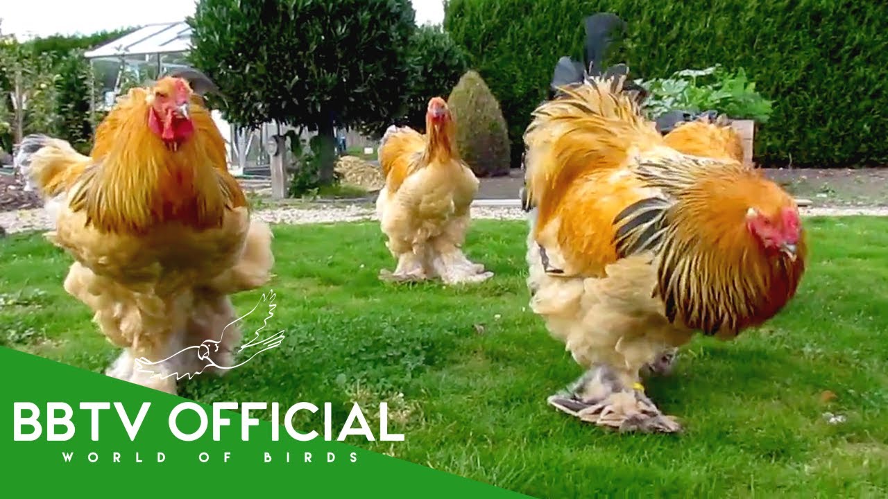 30 Unbelievable Chicken Breeds That Actually | Wildlife Documentary | BBTV Official
