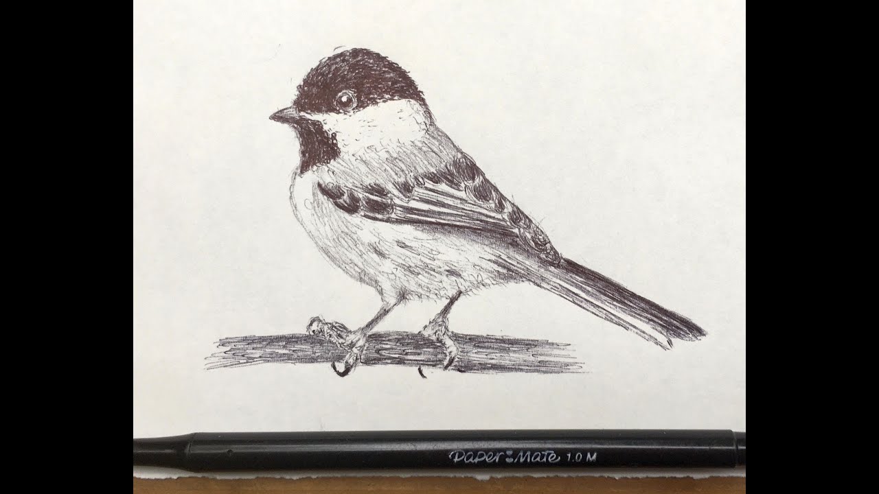 Black-capped Chickadee + Free Download. Draw Black-capped Chickadee. Easy Chickadee Line Sketch