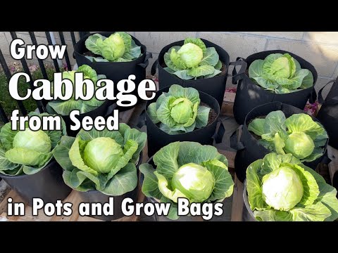 How to Grow Cabbage from Seed in Containers & Grow Bags - From Seed to Harvest | Red & Green Cabbage