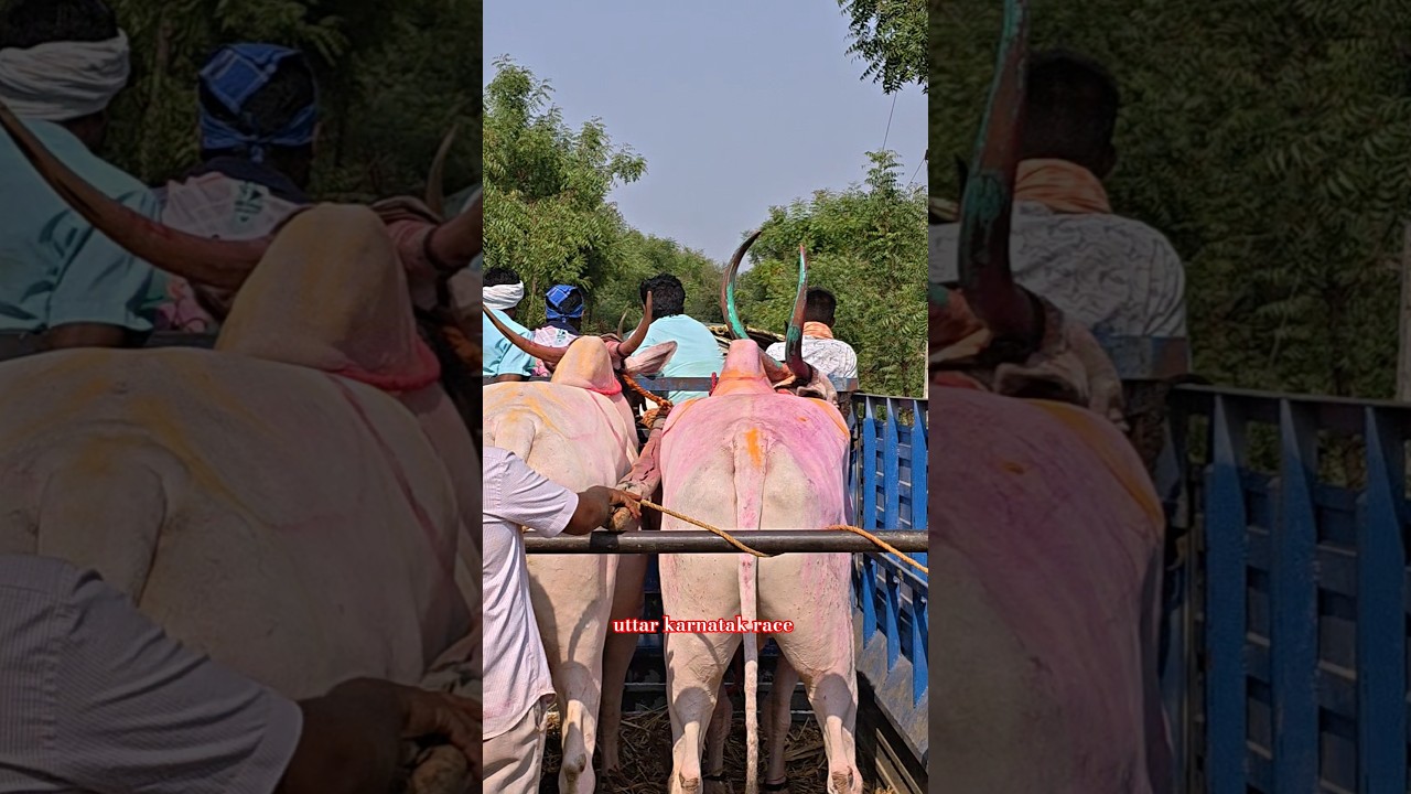 Radaratti Raja % Budni Rama #terabandi #cow #bull #reels #vairalshort #trending #nada #kannada