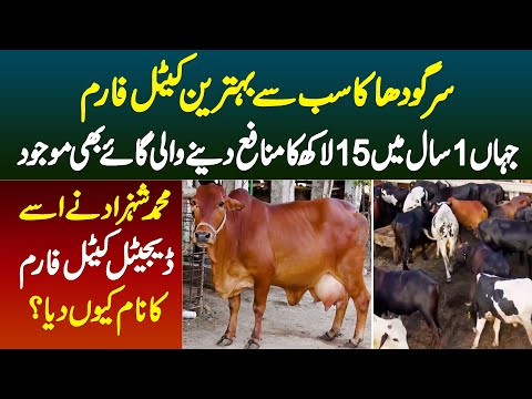 Sargodha Ka Sab Se Behtareen Cattle Farm Jahan 1 Sal Main 15 Lakh Ka Munafa Dene Wali Cow Bhi Mojud