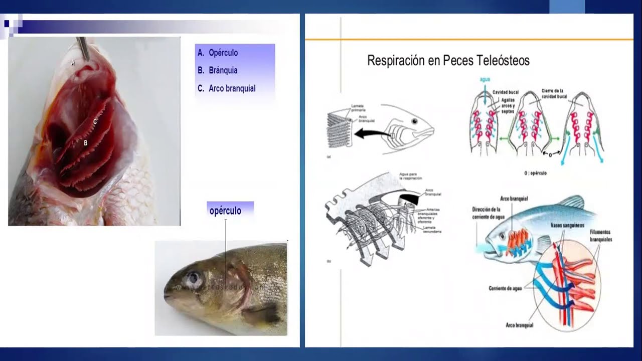 Unidad 4:  Anatomía y Fisiología de Peces