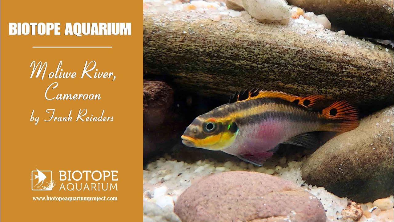 Moliwe River, Cameroon, West Africa – BAP