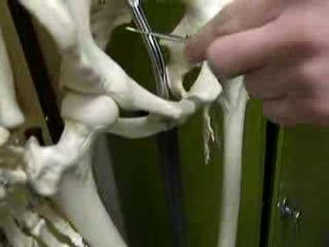 Pelvic Anatomy