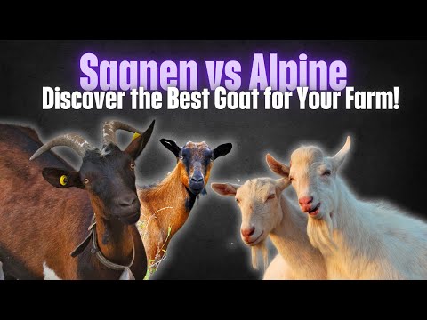 Saanen Goats vs Alpine Goats | Key Differences Every Farmer Should Know!