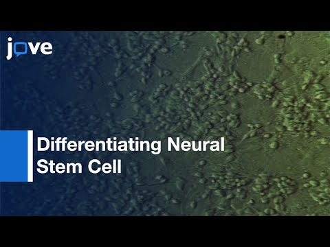 Neuroblast Assay: Generation & Enrichment-Neuronal Progenitor Cells From Progeny l Protocol Preview