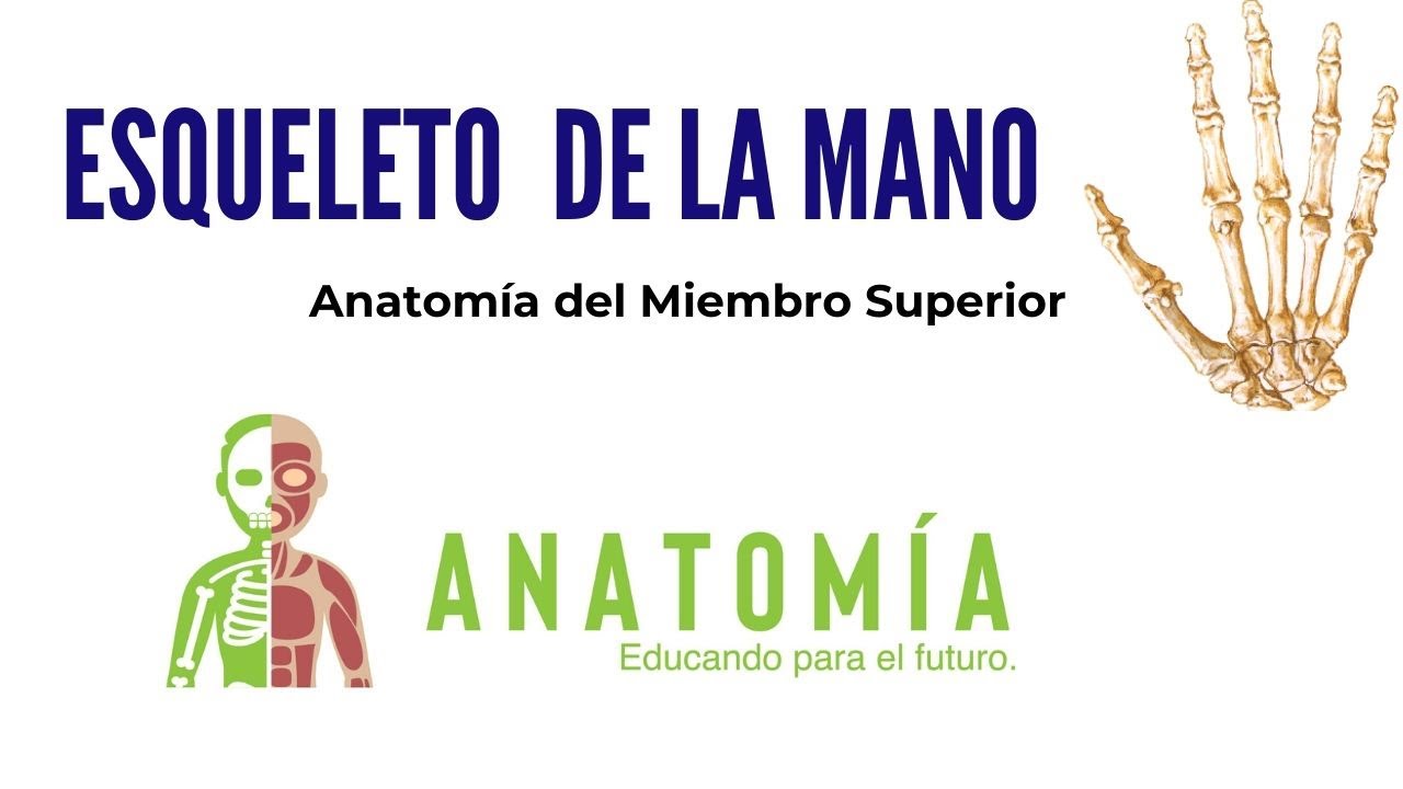 Esqueleto  de la Mano (2019)