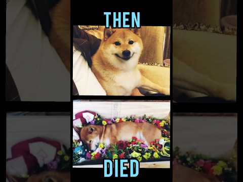 Famous Dogs memes(Then vs Now) #meme #memes #nostalgia #dogmemes