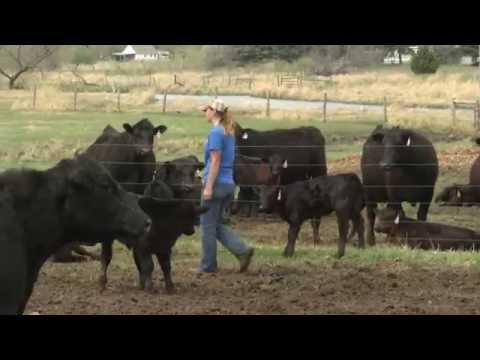 Animal Health - Chris Chase, DVM, PhD