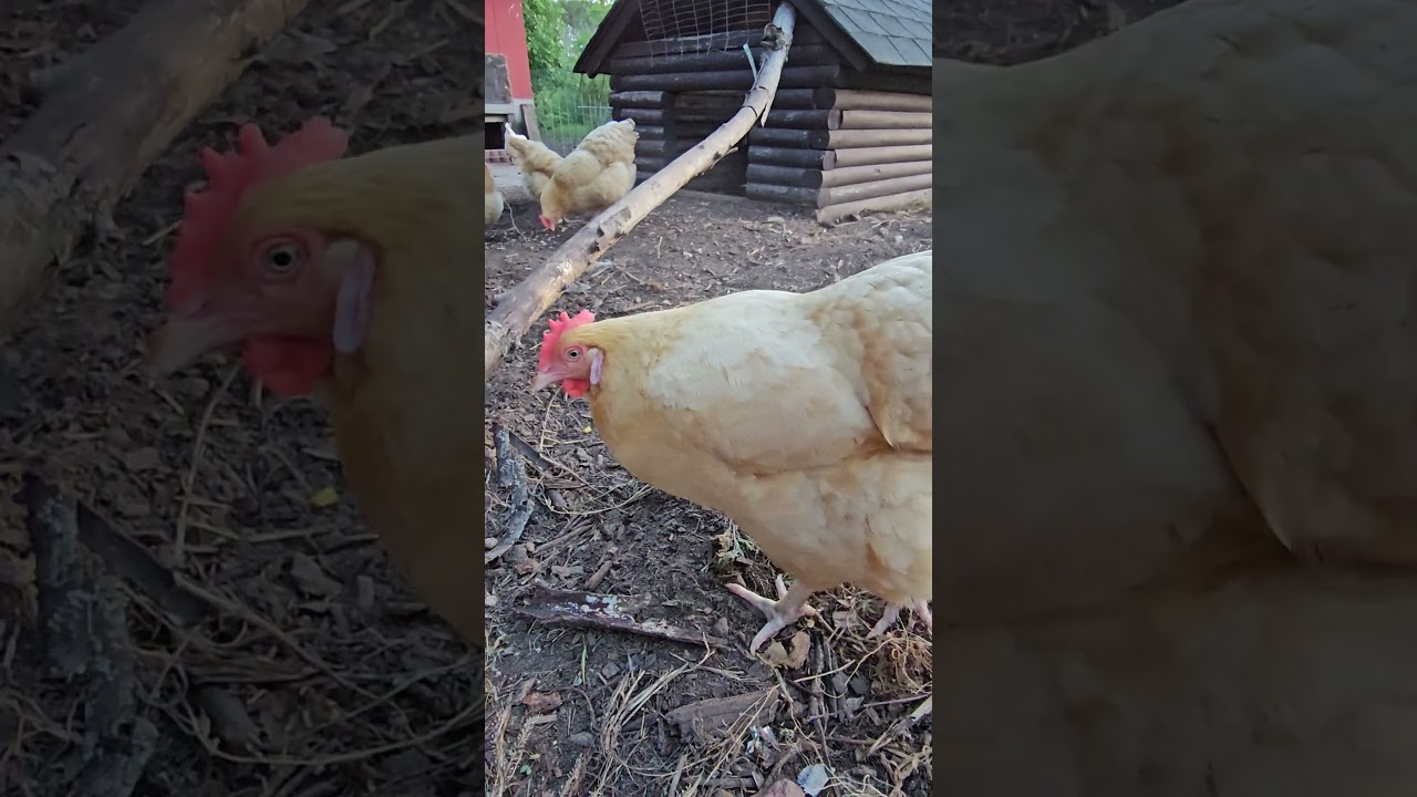 OMC! Curious hen gets up close and inspects the camera! Chickens are inquisitive creatures! #shorts