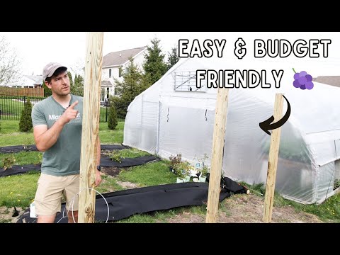 I Couldn’t BELIEVE How CHEAP & EASY This Grape Trellis Was to Build! 🍇