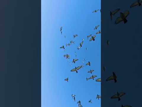 Bird-Attack on drone | The Pigeon's Mission: Drone Attack Caught on Camera #shorts #drone #dji
