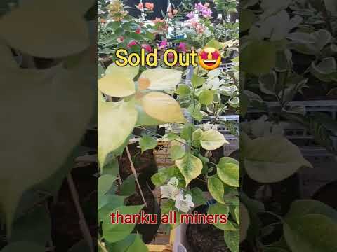 Monday Dec 26 sales SOLD OUT