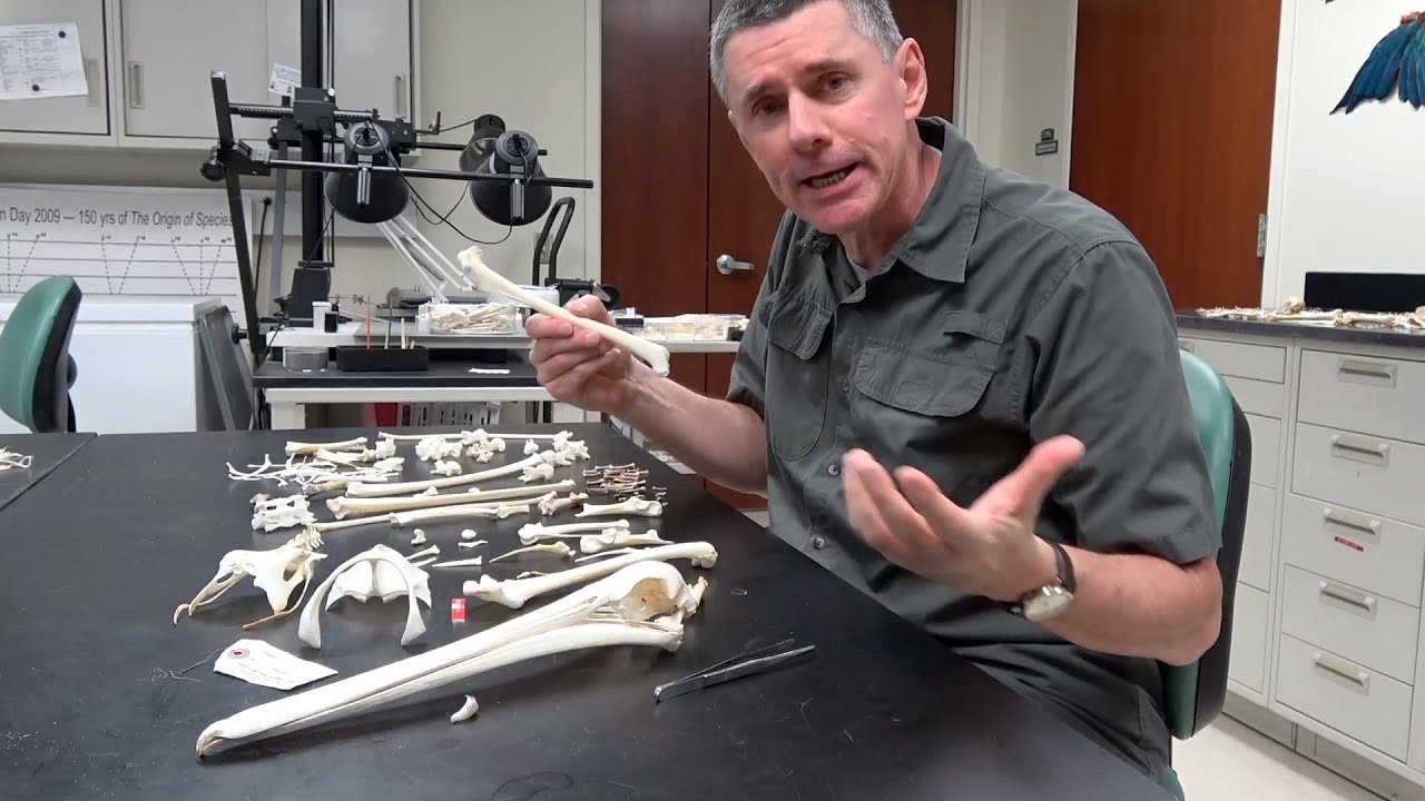 Random Act of Anatomy - dozens of bird skeletons