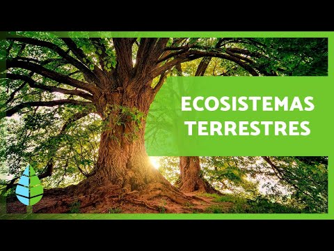 ECOSISTEMAS TERRESTRES: Características y TIPOS 🏔️🏜️