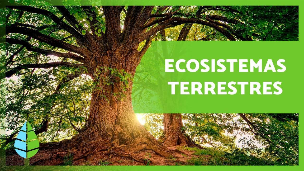 TERRESTRIAL ECOSYSTEMS: Characteristics and TYPES 🏔️🏜️
