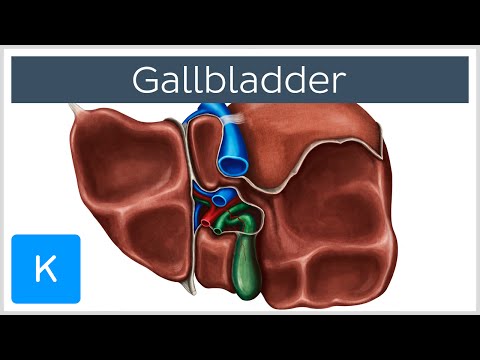 Gallbladder - Definition, Function & Location - Human Anatomy | Kenhub
