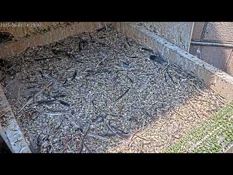 Pitt peregrines Day in a Minute 2025-06-03