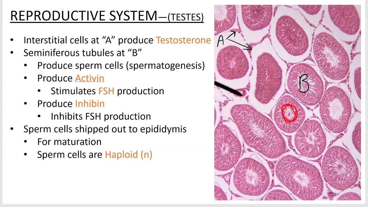 Reproductive System PowerPoint Screencast