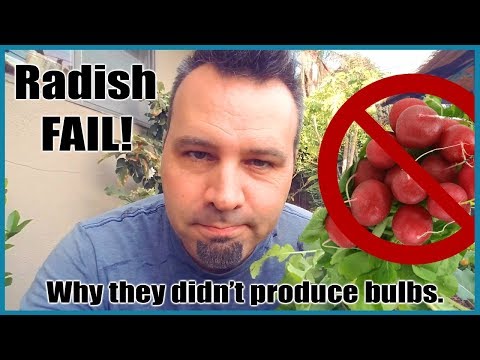 My Radishes are Not Growing