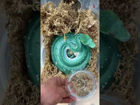 GORGEOUS Green Tree Python gets rehydrated
