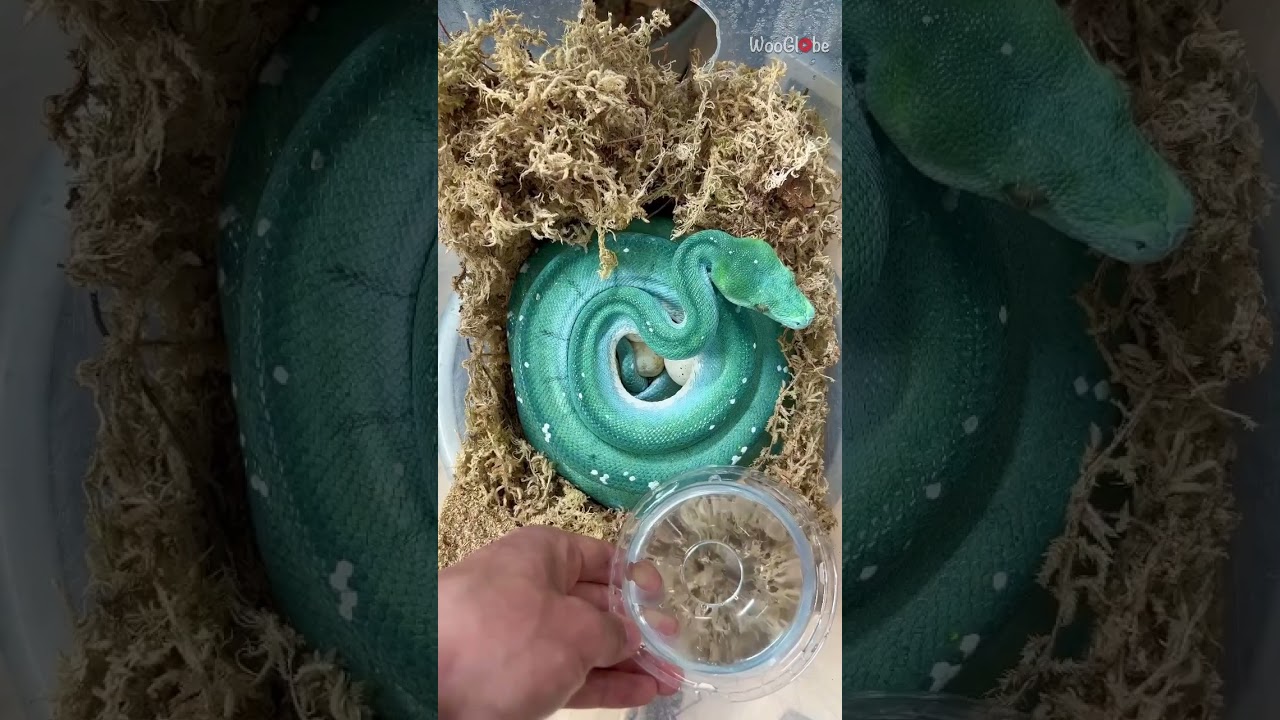 GORGEOUS Green Tree Python gets rehydrated