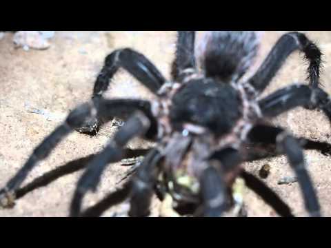 Tarantula v Frog | planetlars