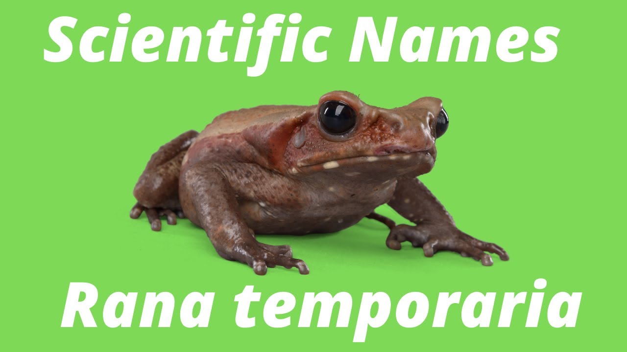 All about Scientific Names