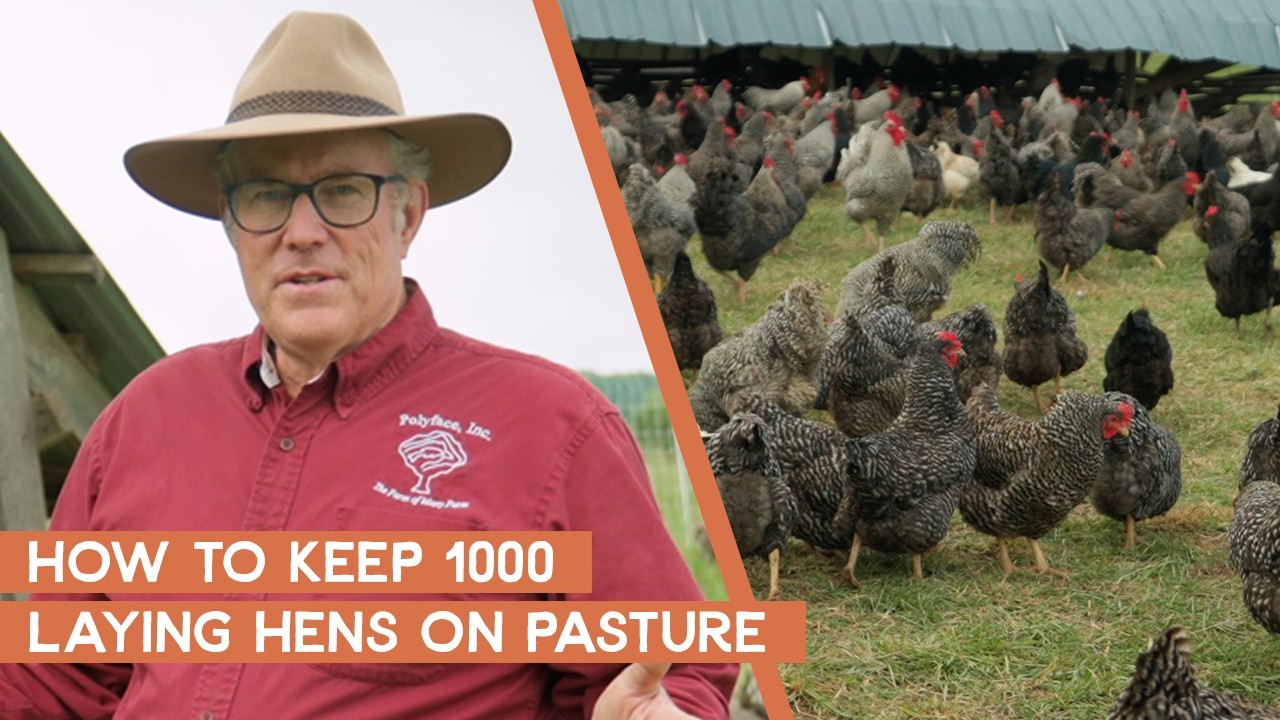 How to Keep 1000 Chickens for Eggs on Pasture | Joel Salatin