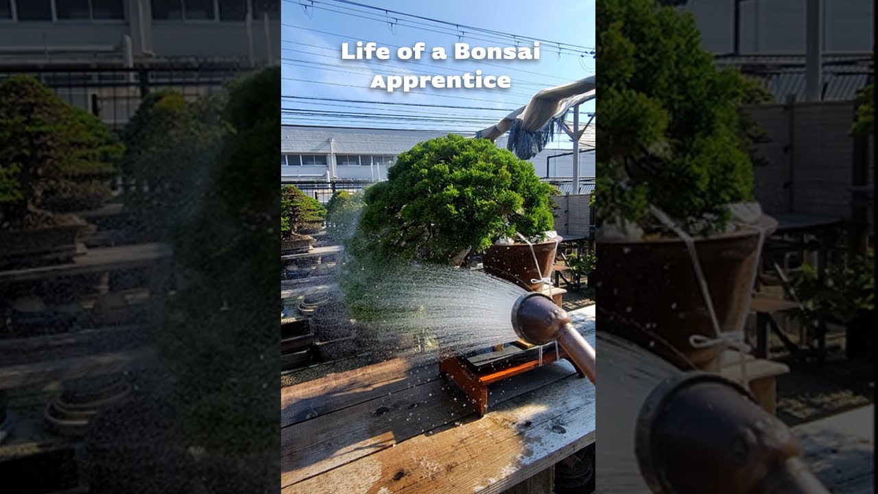 Life of a Bonsai Apprentice in Japan