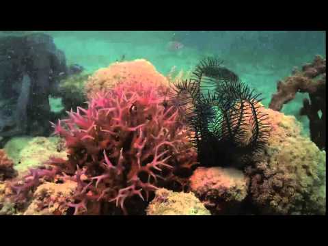 CREATURE K13 Site125: Crinoid