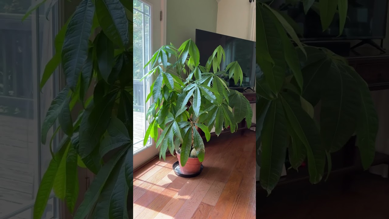 Giant Money Tree #pachiraaquatica #houseplants #shorts #youtubeshorts