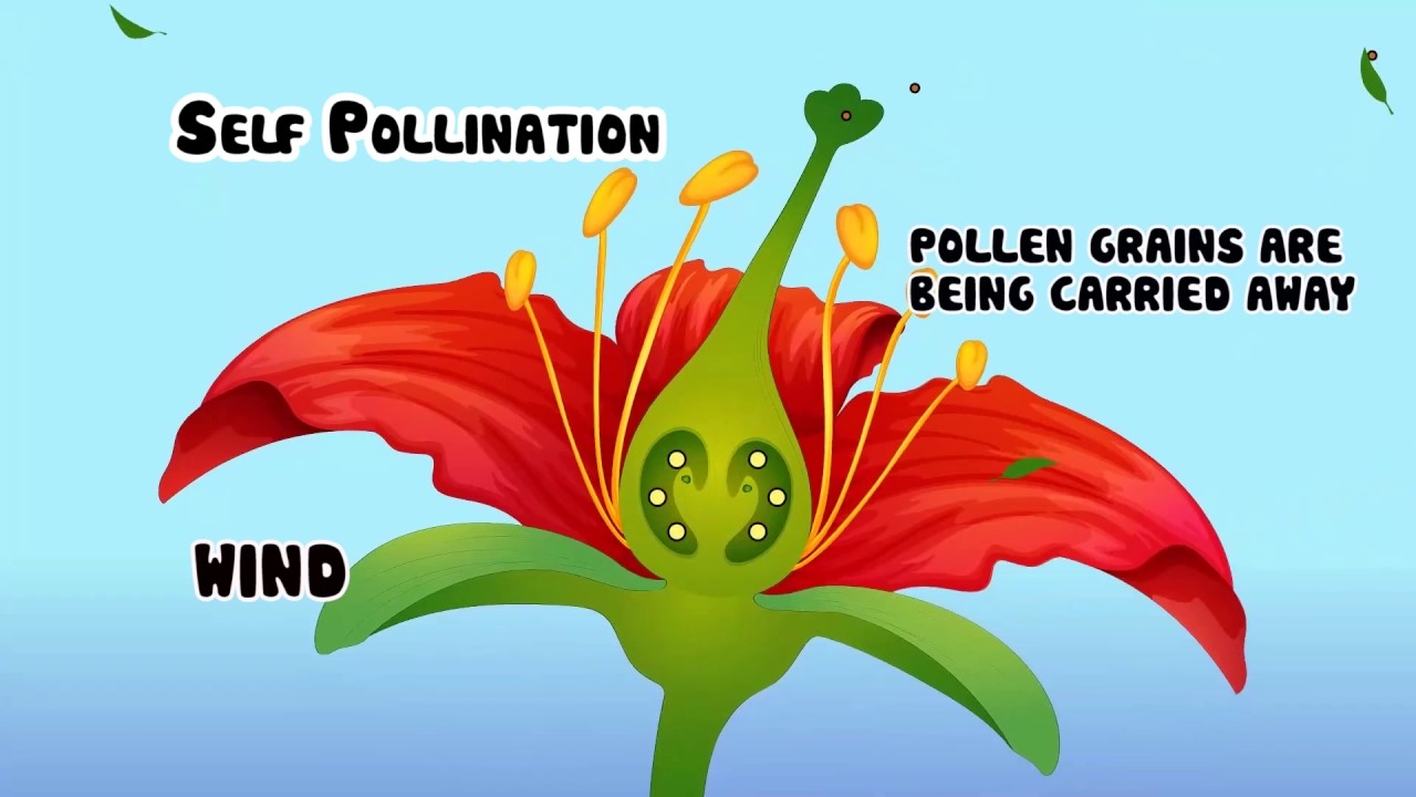 Self pollination