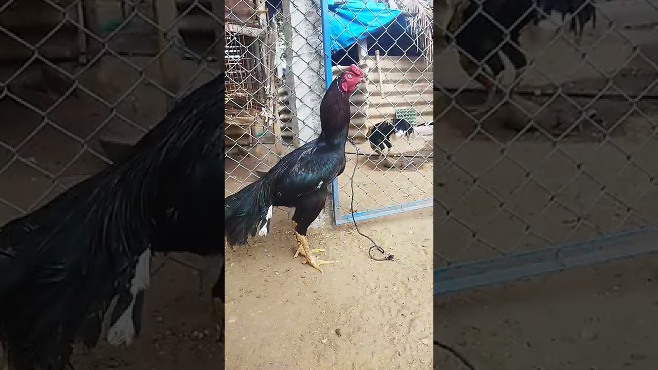 harvesting rooster crowing