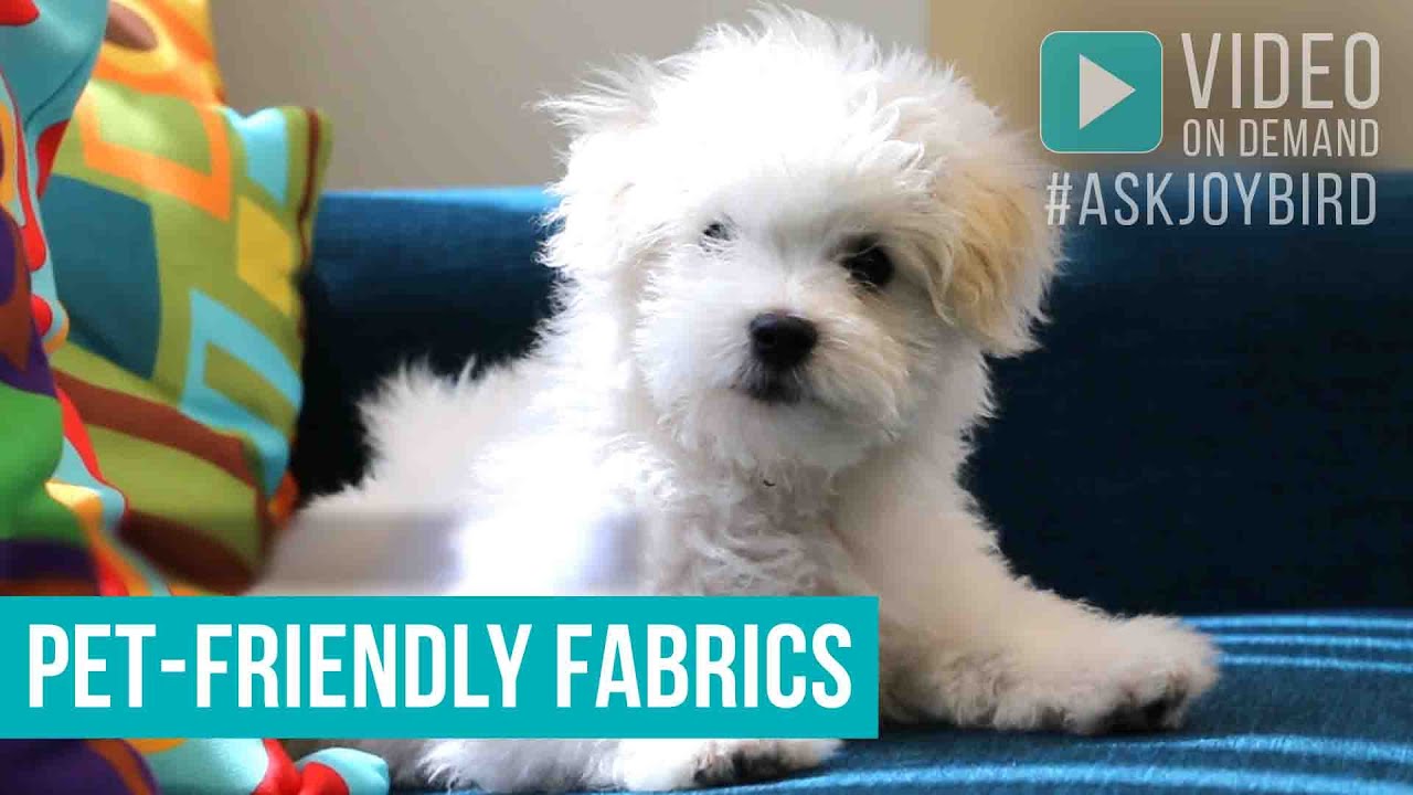 Our Pet-Friendly Fabrics by Joybird Furniture
