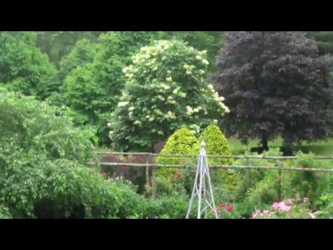 The Peony and Wheelbarrow Borders - Brush Hill Gardens