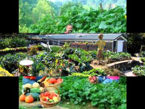 animal vegetable miracle movie