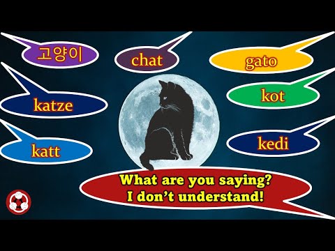 Animals 动物 How to say cat in Dutch,French,German, Swedish, Italian, Spanish,Polish,Turkish, Russian,