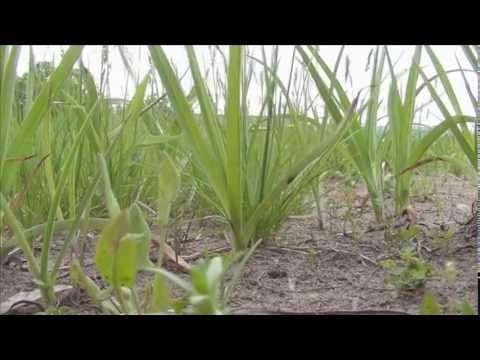 Identification and Classification of Grassland Plants
