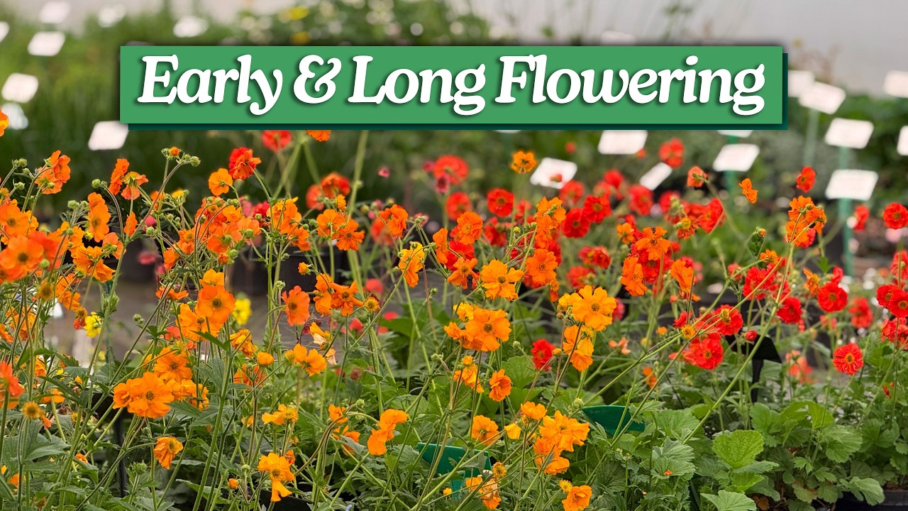 8 Long Flowering Perennials That Start Early