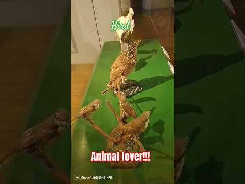 Different kinds of bird in the Philippines 🐦 ANIMAL LOVER